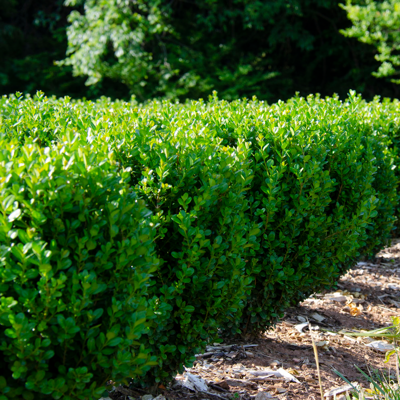 NewGen Freedom® Boxwood | Shrubs & Trees – Great Garden Plants
