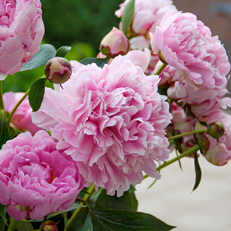 Peonies For Sale | Great Garden Plants
