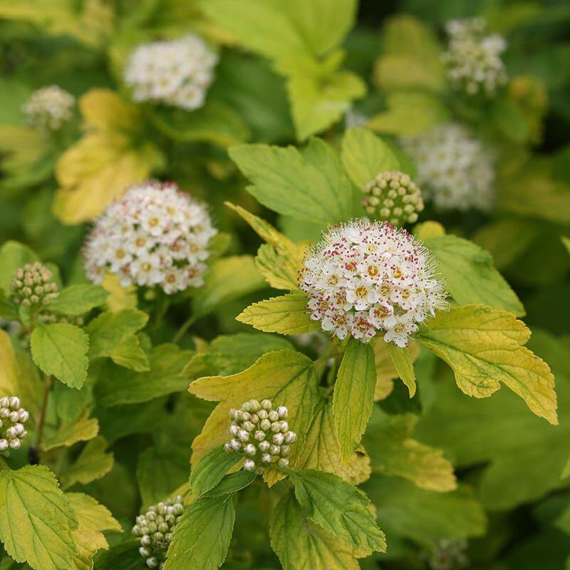 Festivus Gold® Ninebark | Shrubs | Shrubs & Trees – Great Garden Plants