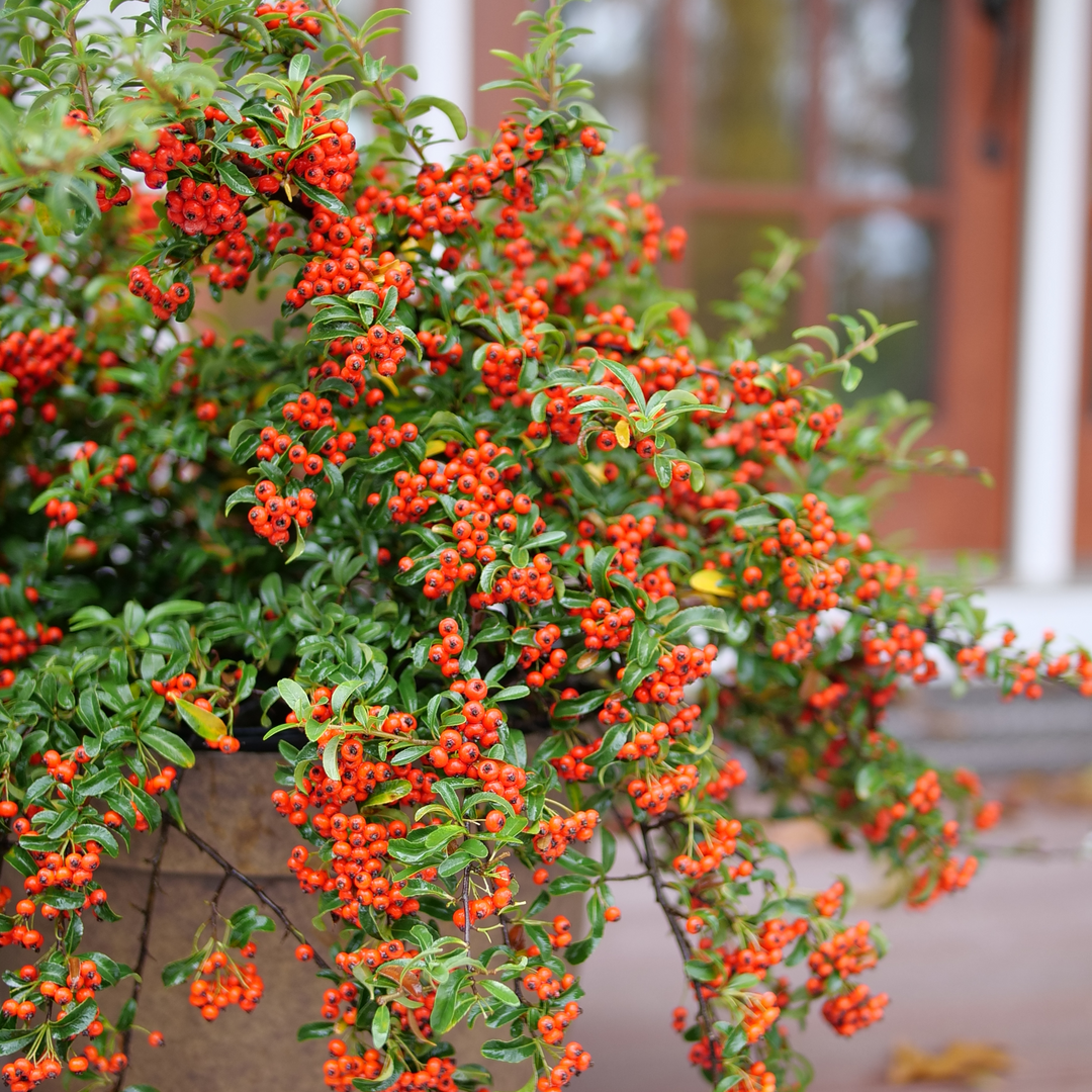 Berry Box® Pyracomeles For Sale | Proven Winners – Great Garden Plants