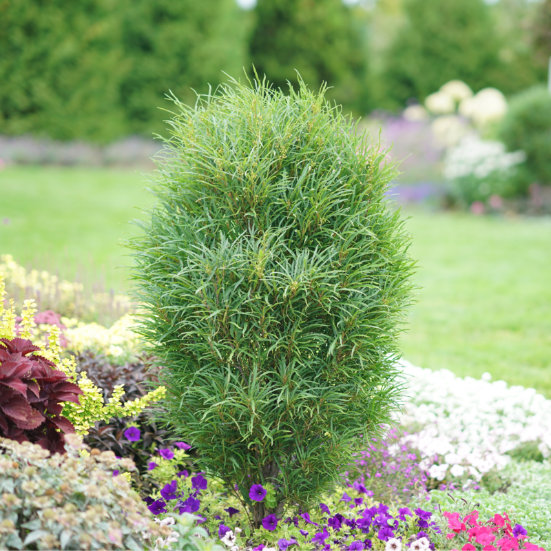 Fine Line® Rhamnus | Proven Winners – Great Garden Plants