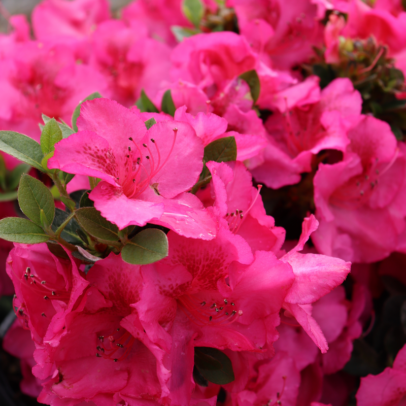 Perfecto Mundo Epic Pink™ Reblooming Azalea | Proven Winners – Great ...