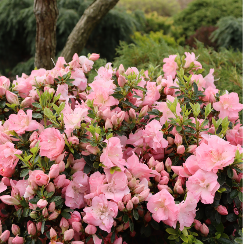 Perfecto Mundo Pink Carpet™ Reblooming Azalea | Proven Winners – Great ...