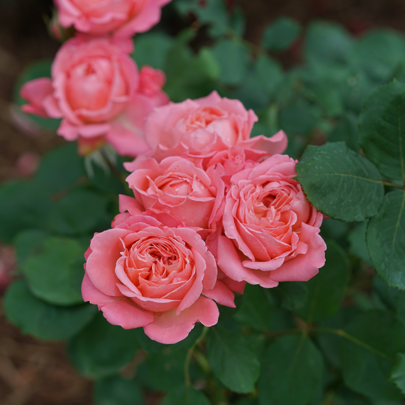 Reminiscent™ Coral Rose For Sale | Proven Winners – Great Garden Plants