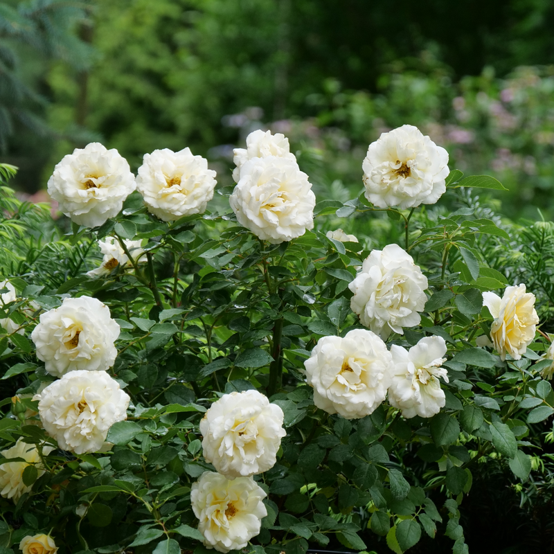 Reminiscent™ Crema Rose For Sale | Proven Winners – Great Garden Plants