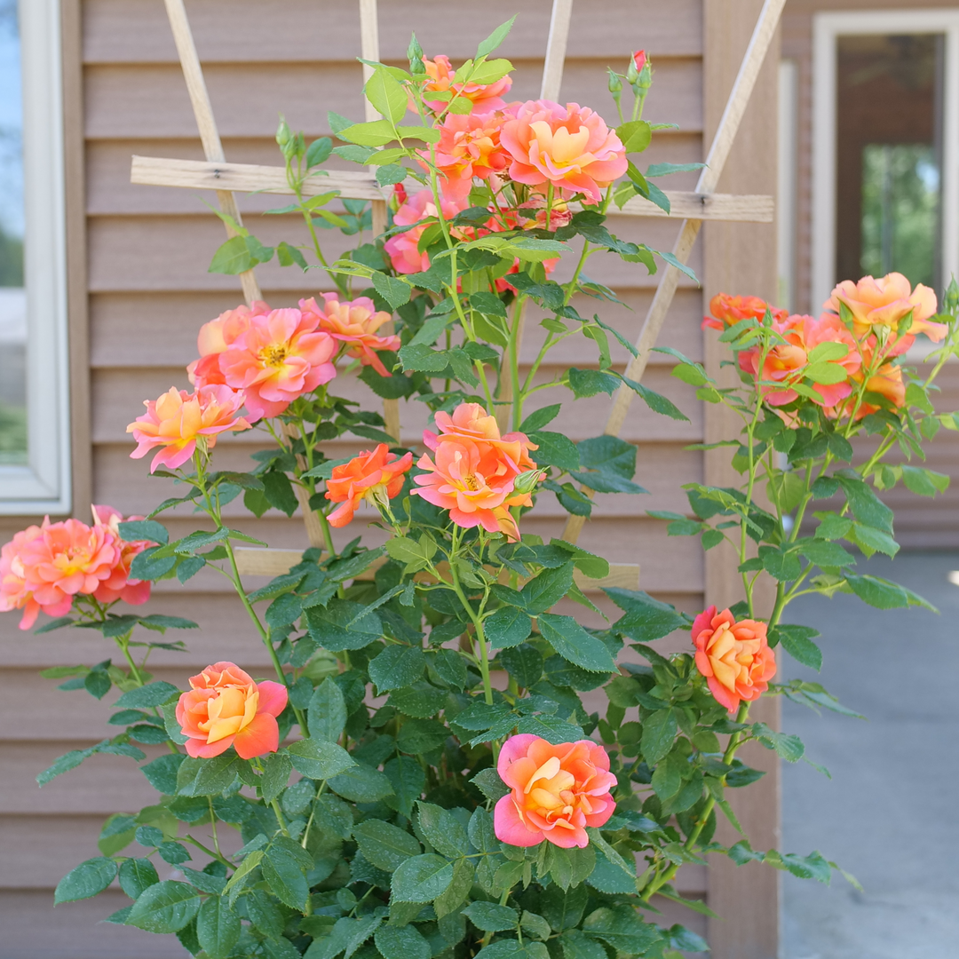 Rise Up Emberays® Climbing Rose For Sale | Vines & Climbers – Great ...