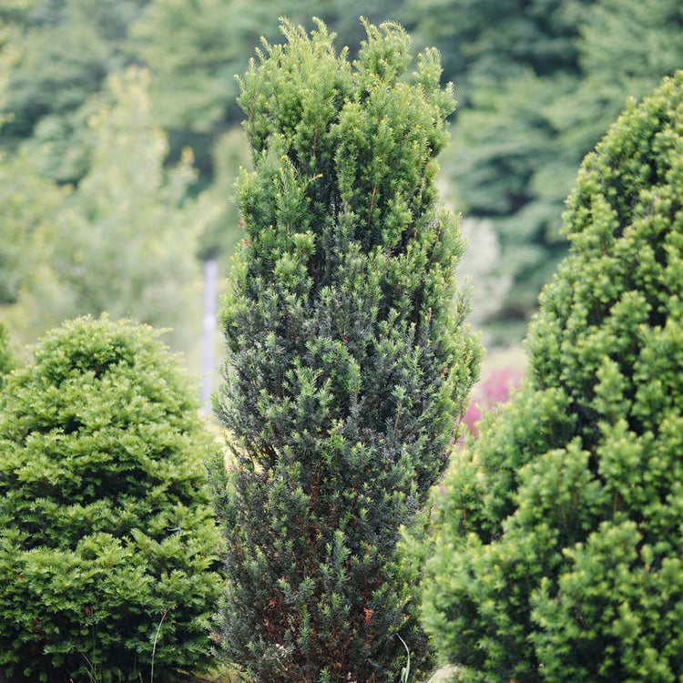 Yew | Shrubs & Trees | Great Garden Plants