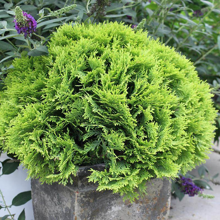 Arborvitae For Sale | Shrubs & Trees – Great Garden Plants