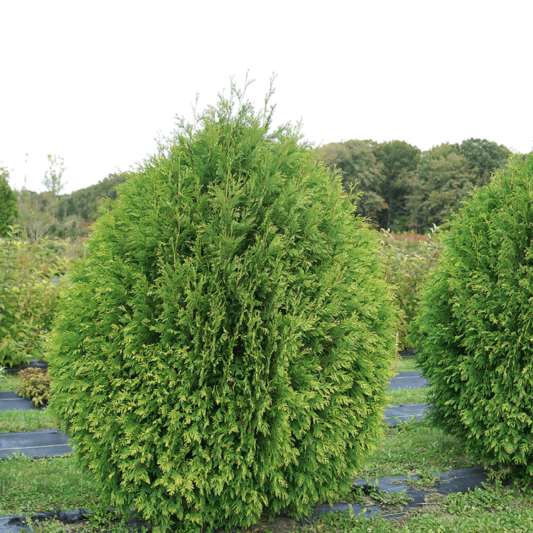 Arborvitae | Shrubs & Trees | Great Garden Plants