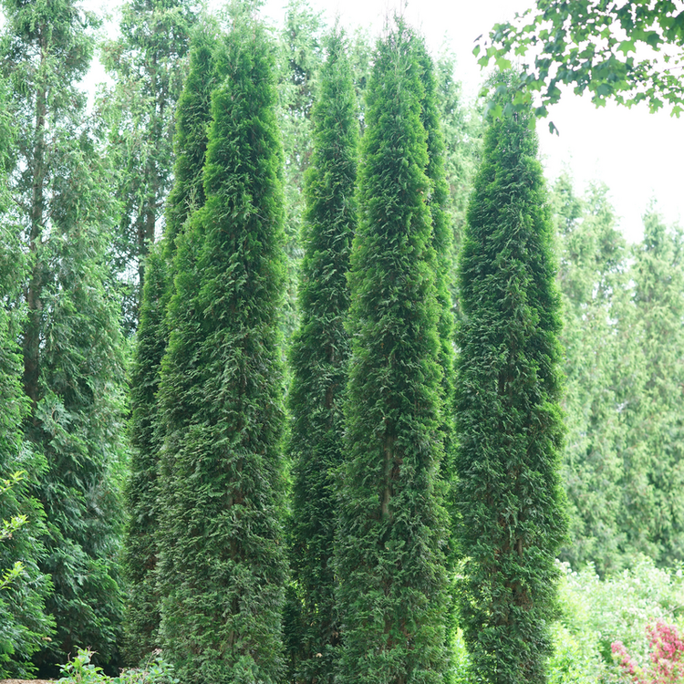 Arborvitae | Shrubs & Trees | Great Garden Plants