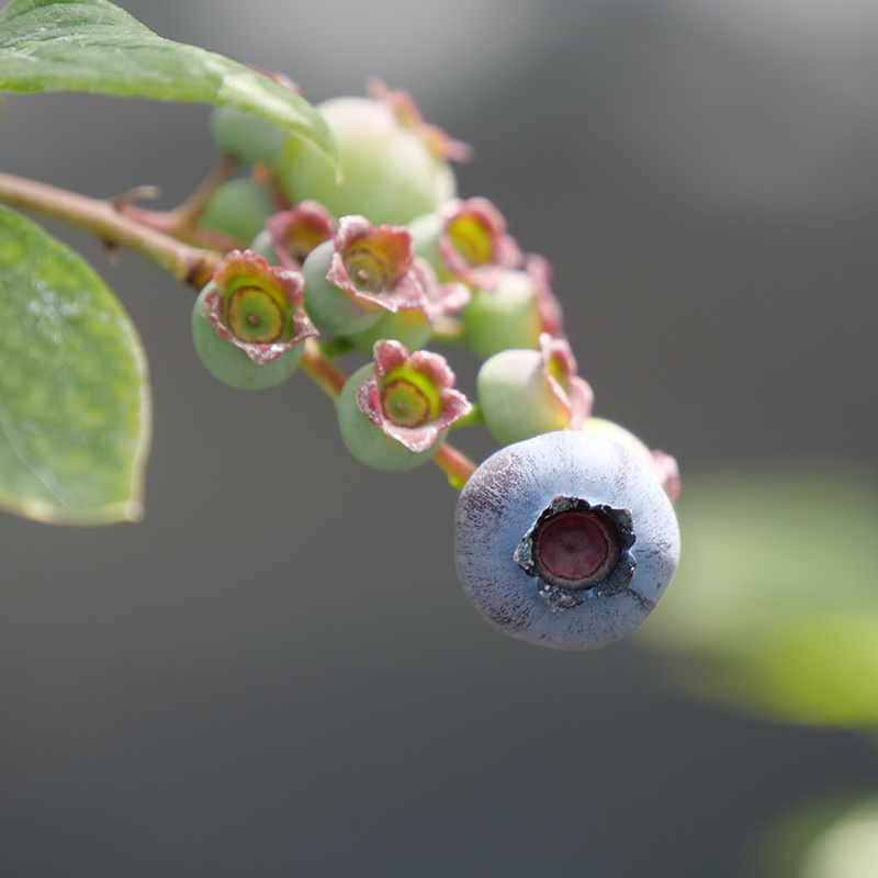 'Duke' Blueberry | Shrubs & Trees – Great Garden Plants