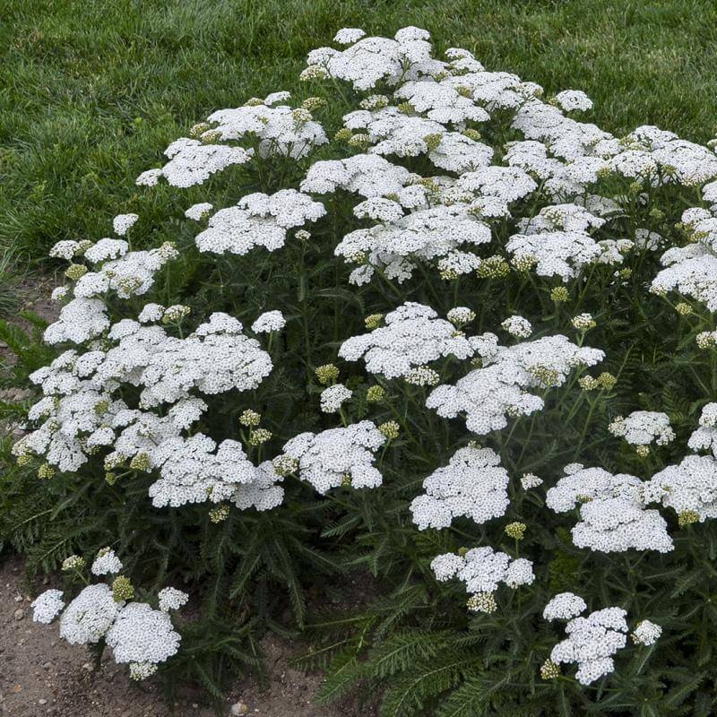 'Firefly Diamond' Yarrow | Perennials – Great Garden Plants