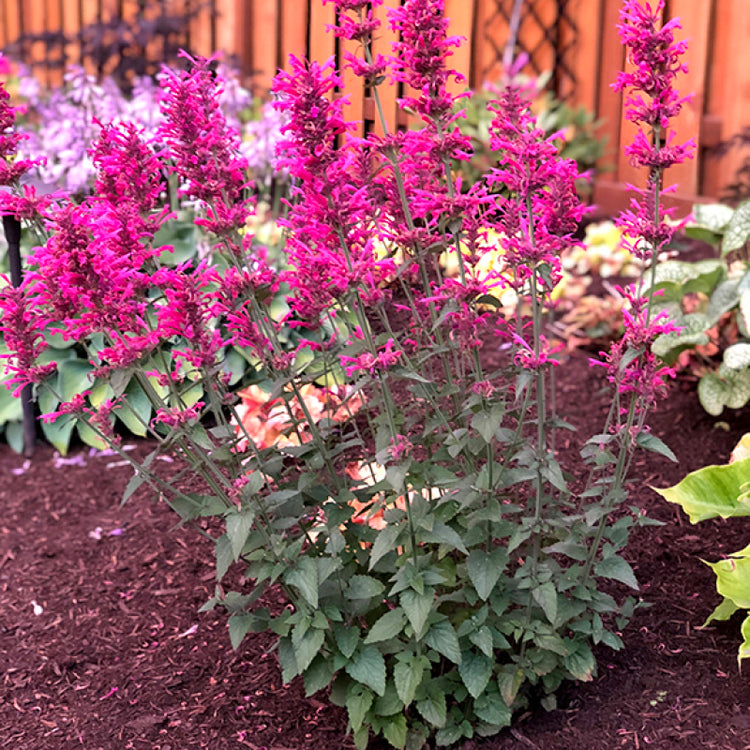 Hummingbird Mint | Perennials | Great Garden Plants