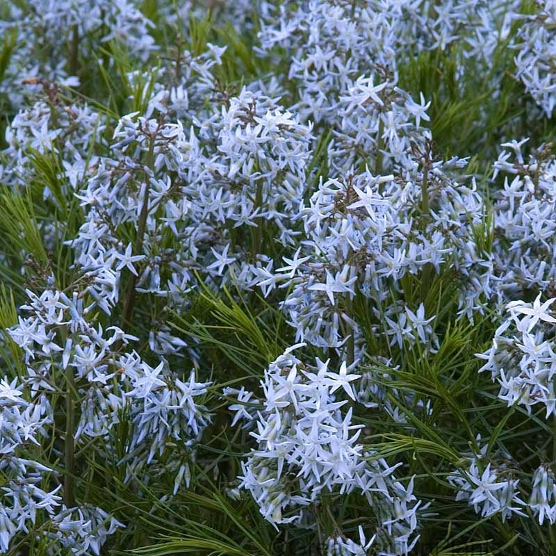 Threadleaf Bluestar For Sale (Amsonia) | Perennials – Great Garden Plants