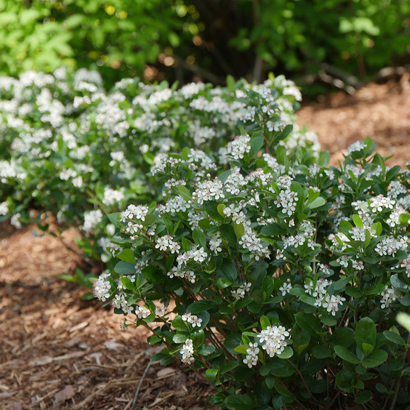 Low Scape Mound® Aronia | Proven Winners – Great Garden Plants
