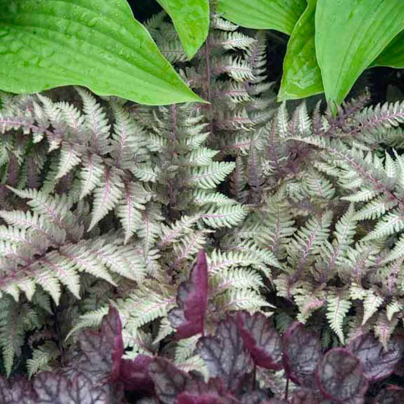 Athyrium Regal Red