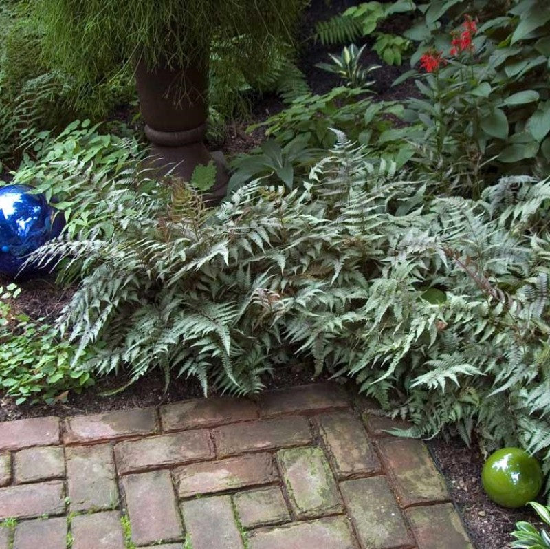 Japanese Painted Fern