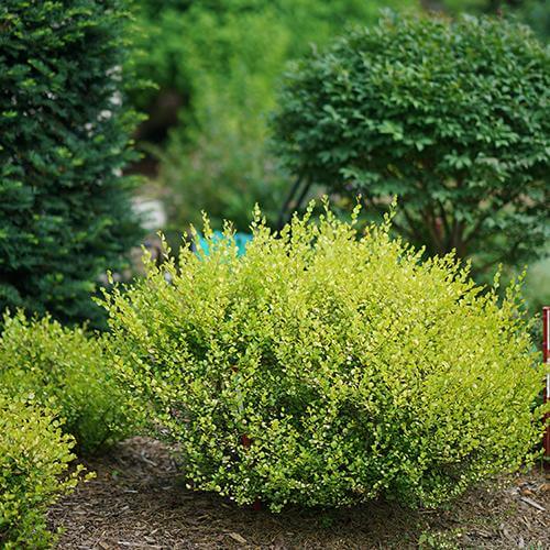 Cesky Gold® Dwarf Birch Tree | Proven Winners – Great Garden Plants