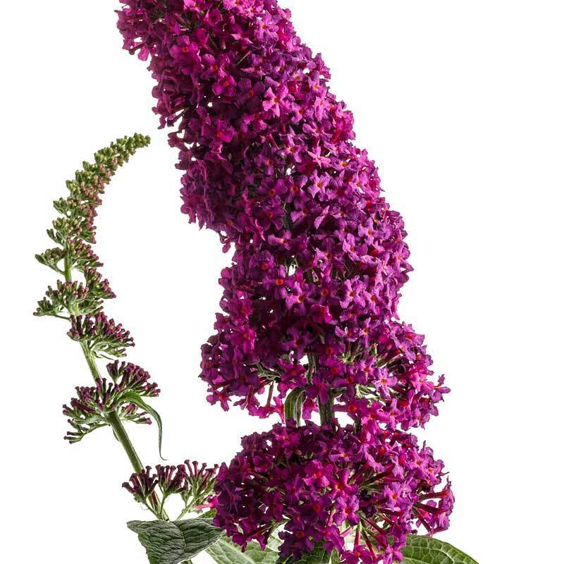 Miss Molly Butterfly Bush