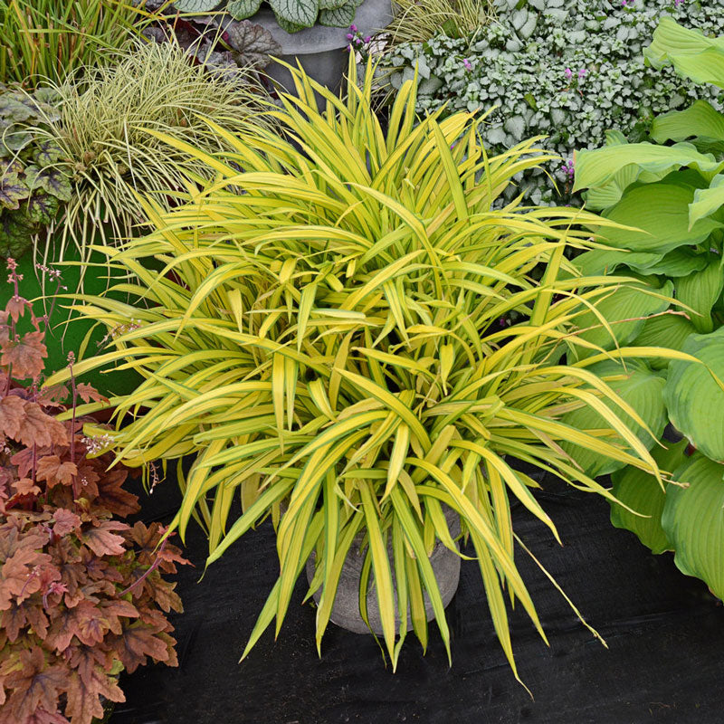 'Banana Boat' Creeping Sedge | Perennials – Great Garden Plants