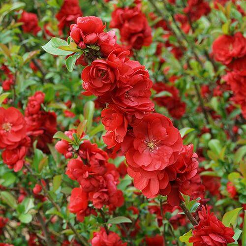 Flowering Quince Tree