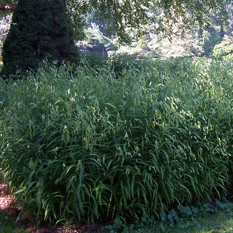Northern Sea Oats | Perennials – Great Garden Plants