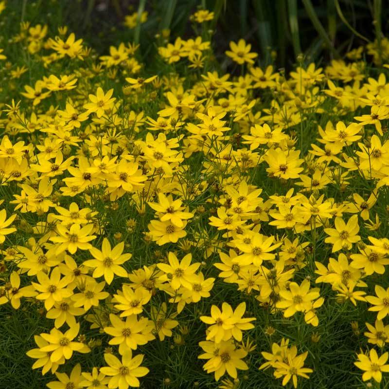 'Zagreb' Tickseed | Perennials – Great Garden Plants