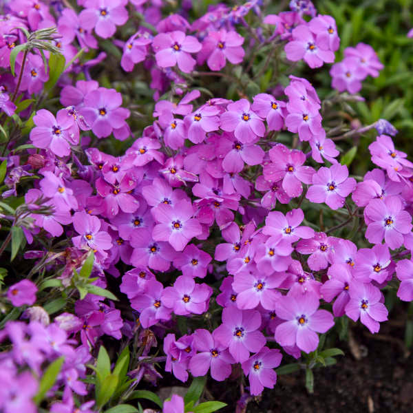 'Rose Sprite' Hybrid Spring Phlox For Sale | Proven Winners – Great ...