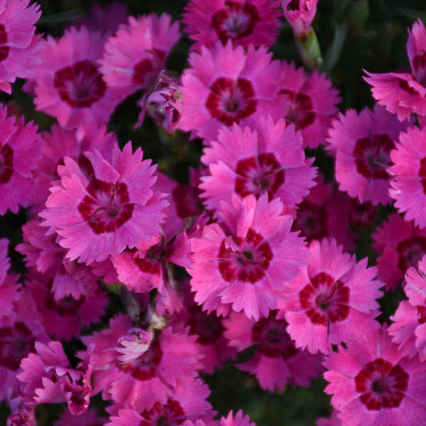 Dianthus | Perennials | Great Garden Plants