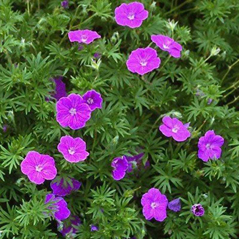 'Vision Violet' Cranesbill | Perennials – Great Garden Plants