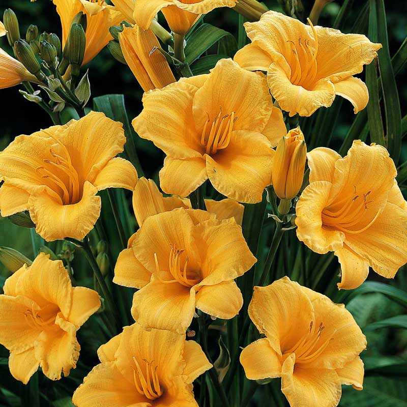 'Stella d'Oro' Daylily | Perennials – Great Garden Plants