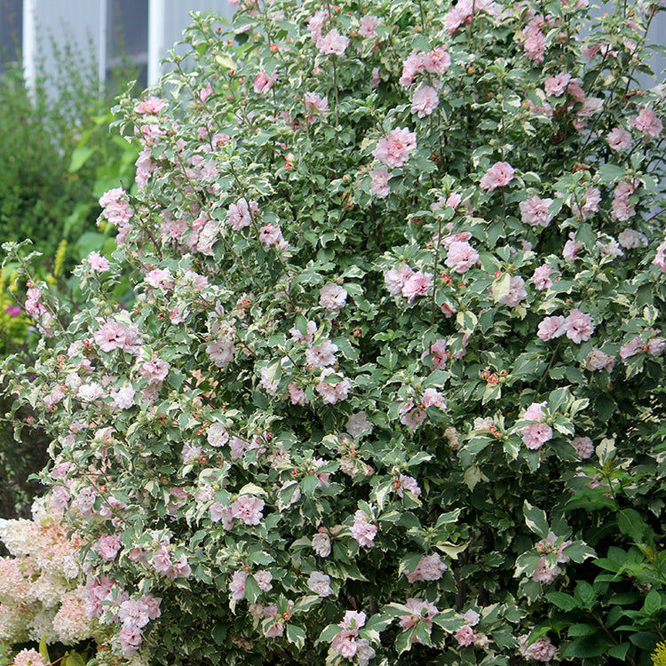Rose of Sharon | Shrubs & Trees | Great Garden Plants