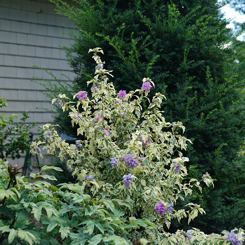 Sugar Tip® Gold Rose of Sharon | Shrubs & Trees – Great Garden Plants