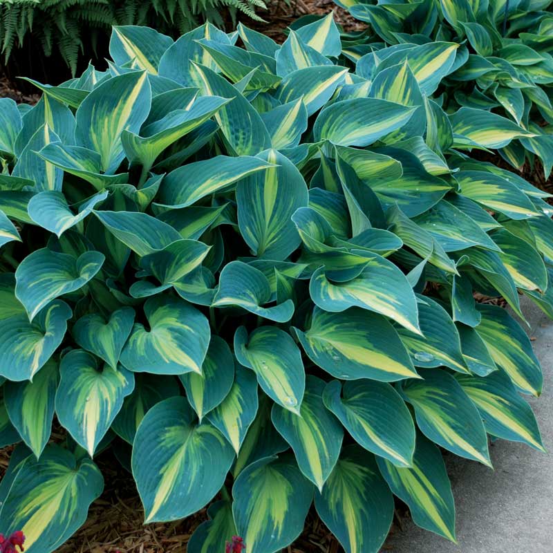 'June' Hosta | Perennials – Great Garden Plants