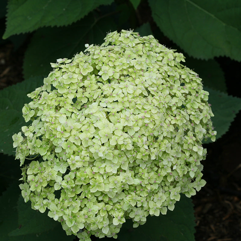 Lime Rickey® Smooth Hydrangea | Shrubs & Trees – Great Garden Plants