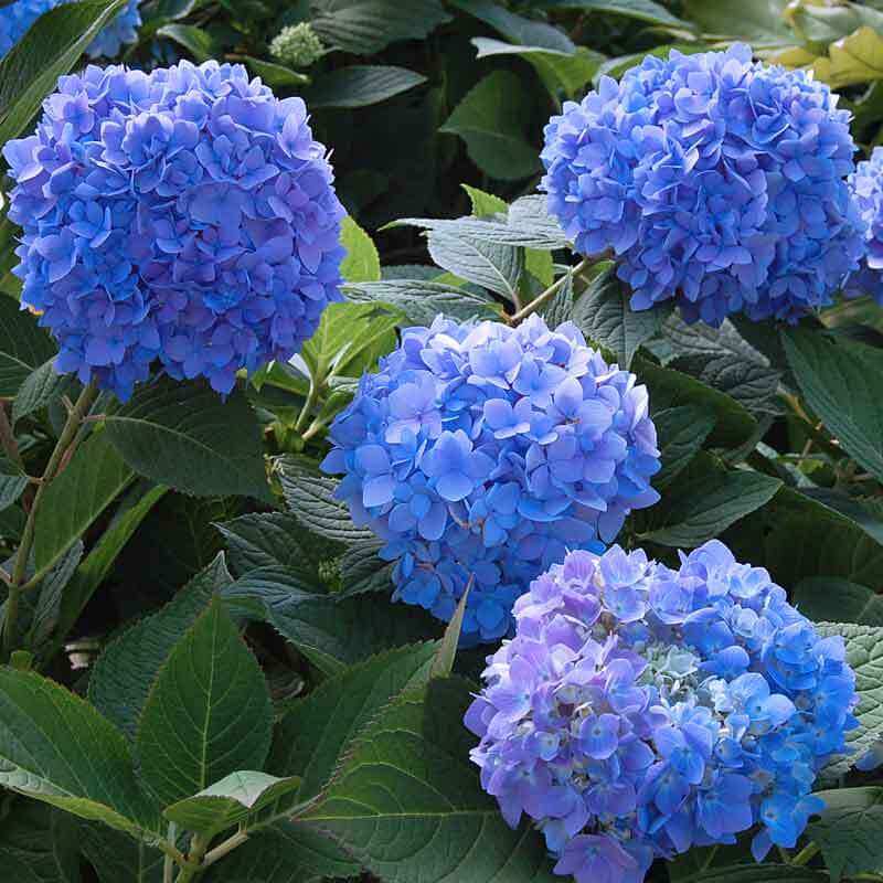 Endless Summer Hydrangea Canada