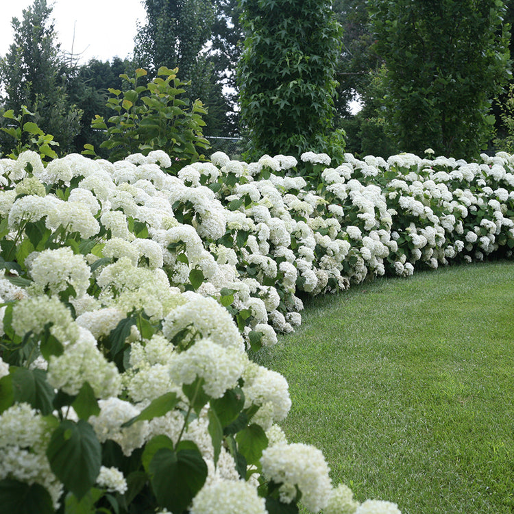 Smooth Hydrangea | Shrubs & Trees | Great Garden Plants