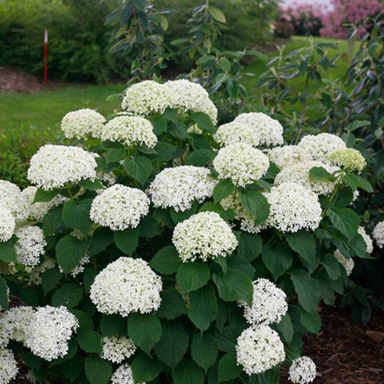 Smooth Hydrangea | Shrubs & Trees | Great Garden Plants