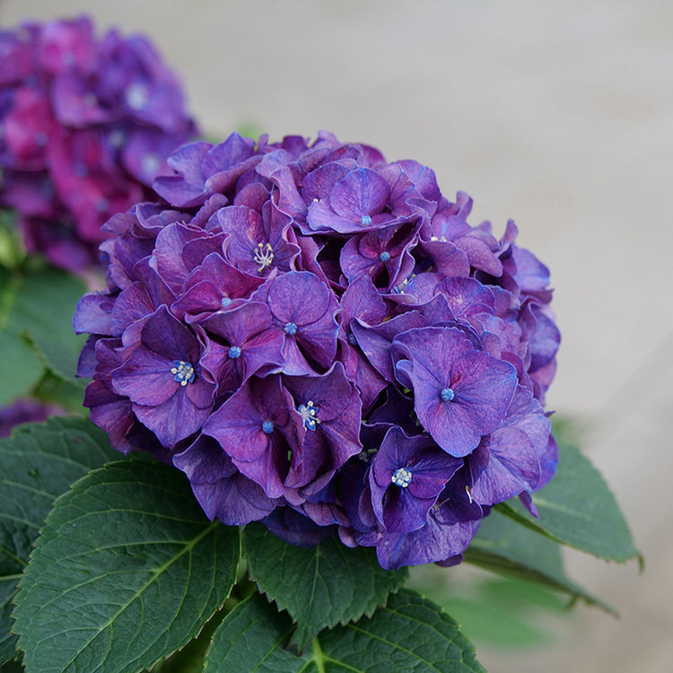 Bigleaf Hydrangea | Shrubs & Trees | Great Garden Plants