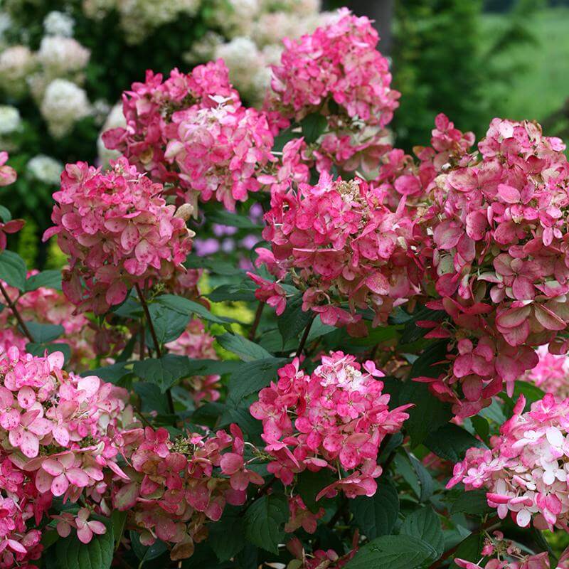 Panicle Hydrangea