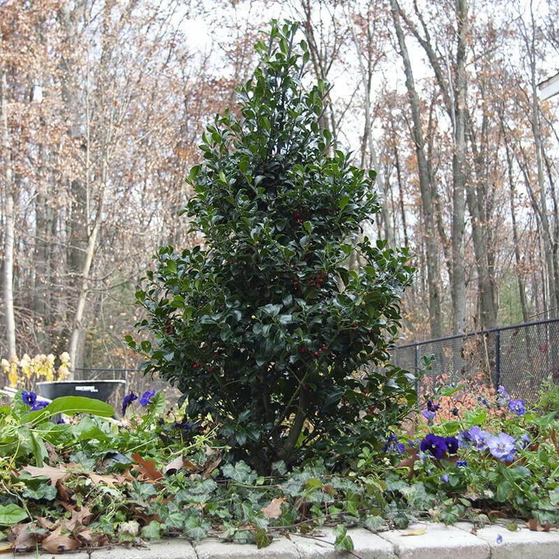 Castle Spire® Blue Holly | Proven Winners – Great Garden Plants