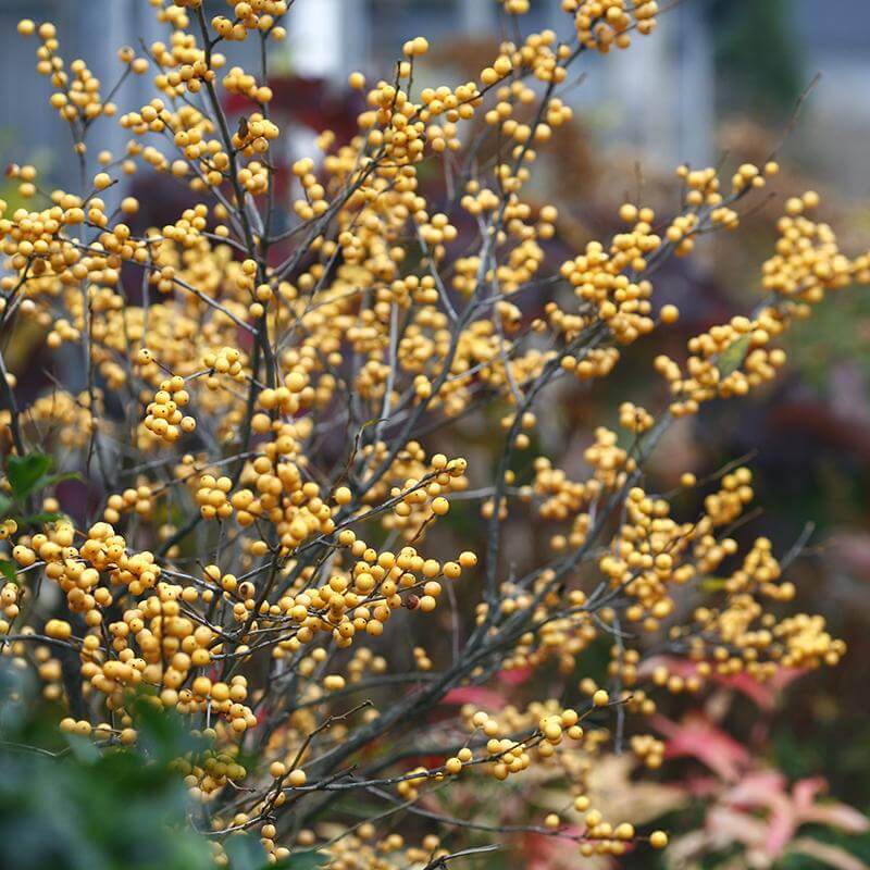 Berry Heavy® Gold Winterberry Holly | Proven Winners – Great Garden Plants