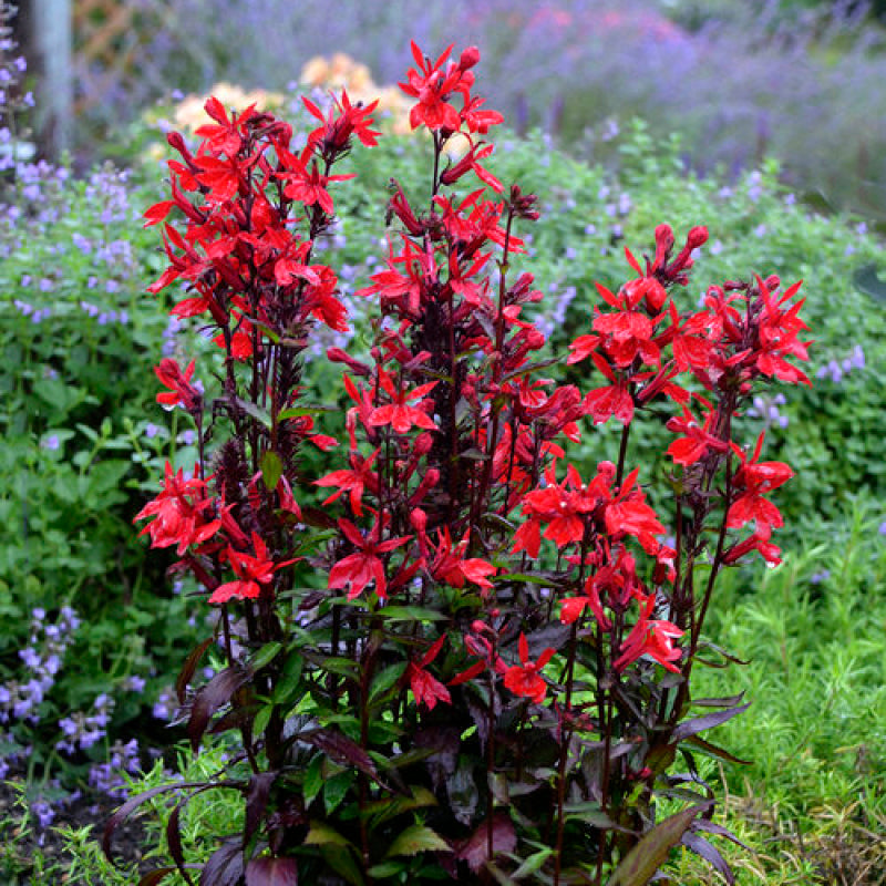 'Vulcan Red' Cardinal Flower | Perennials – Great Garden Plants
