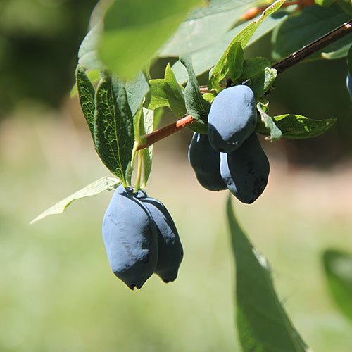 Yezberry Sugar Pie® Japanese Haskap | Shrubs & Trees – Great Garden Plants