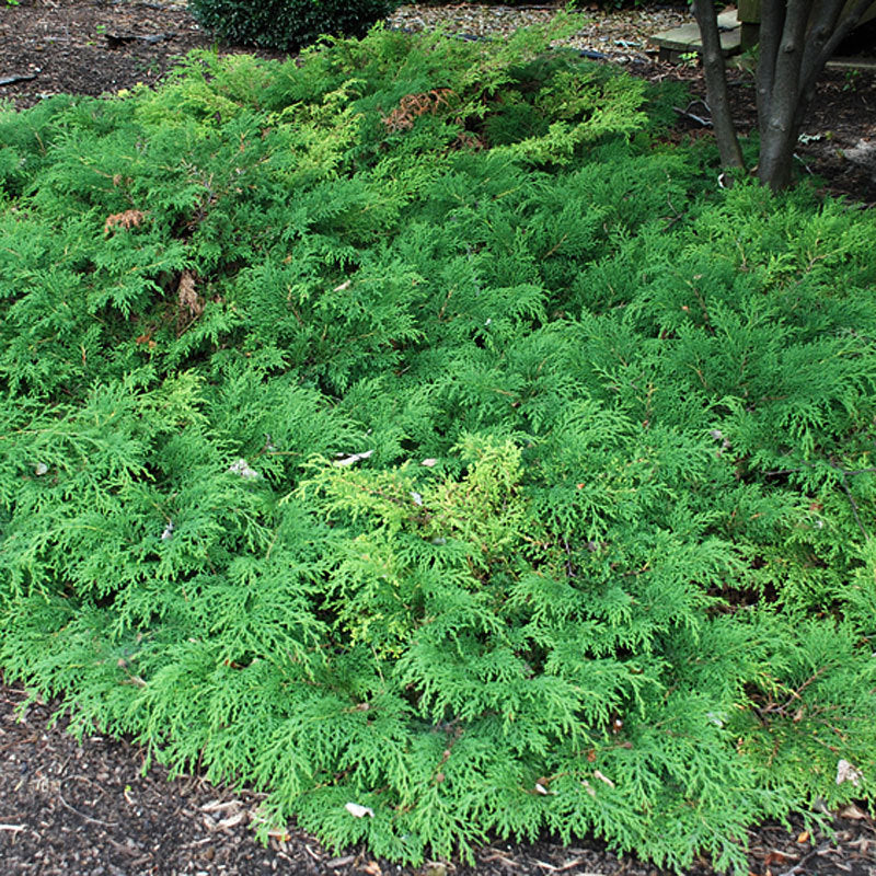 Siberian Cypress | Shrubs & Trees – Great Garden Plants