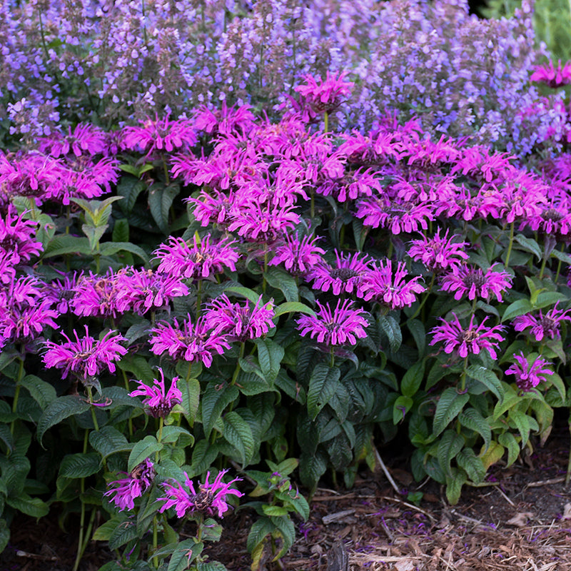 'Leading Lady Plum' Bee Balm (Monarda) | Perennials – Great Garden Plants