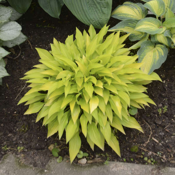 'Munchkin Fire' Hosta | Perennials – Great Garden Plants