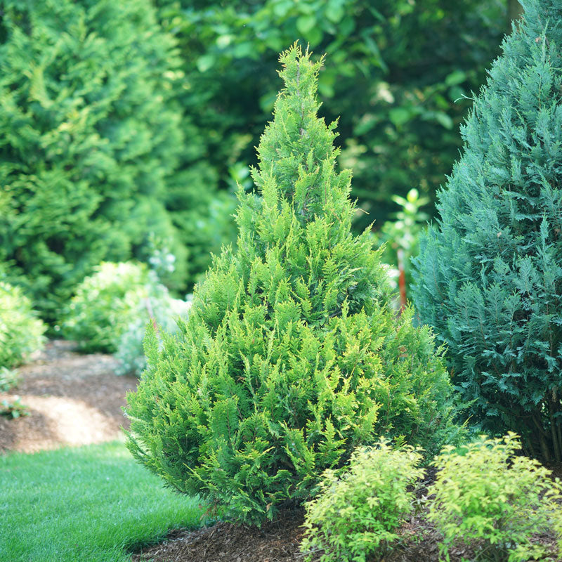 Pinpoint® Gold False Cypress | Shrubs & Trees – Great Garden Plants