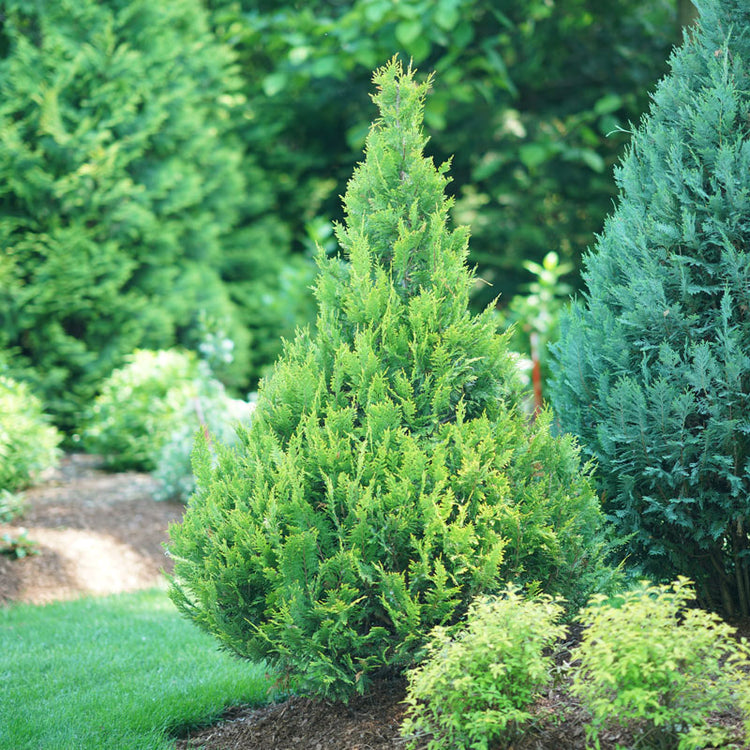 False Cypress | Shrubs & Trees | Great Garden Plants