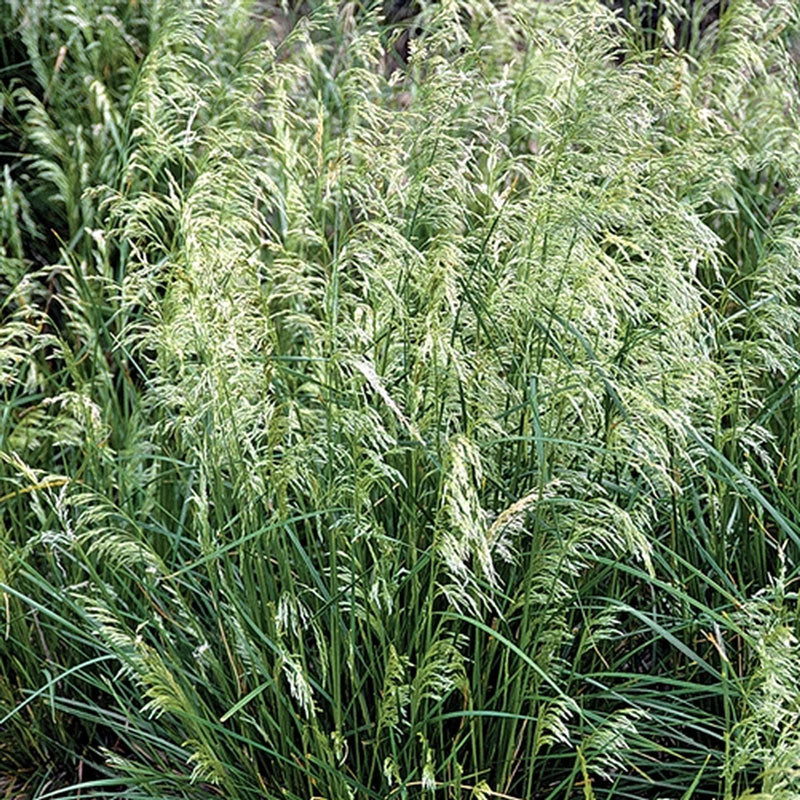 'Pixie Fountain' Tufted Hair Grass | Perennials – Great Garden Plants